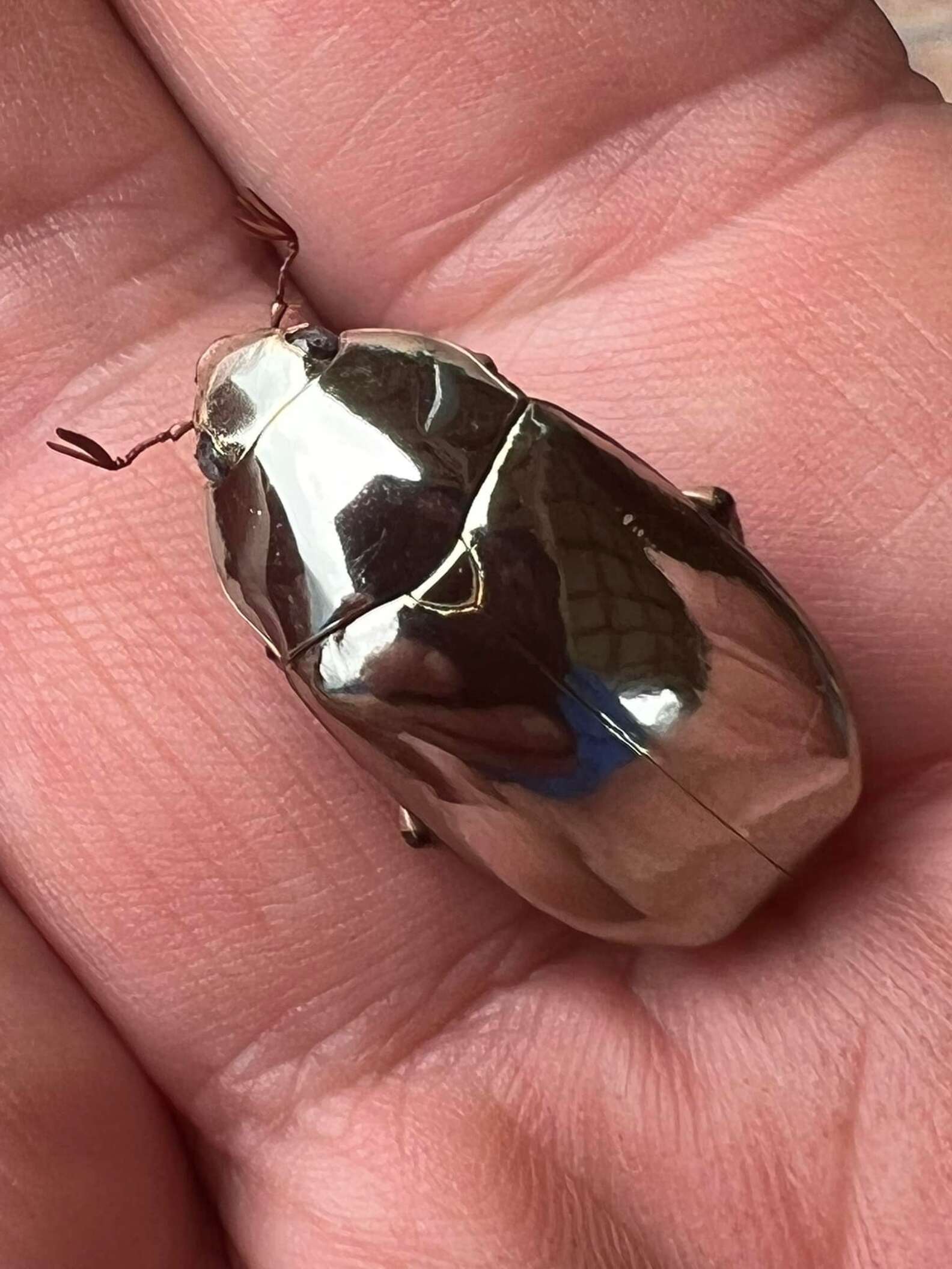 Man Finds An Incredible Beetle Who's Almost Too Stunning To Be Real ...