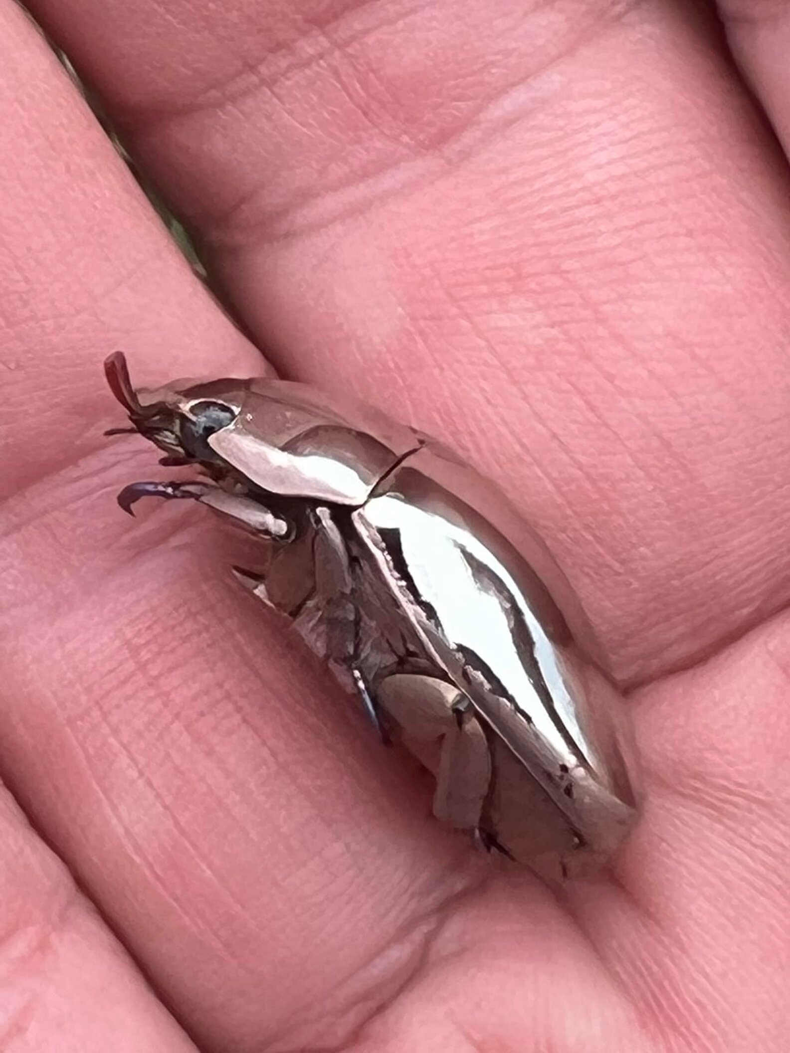 Man Finds An Incredible Beetle Who's Almost Too Stunning To Be Real ...