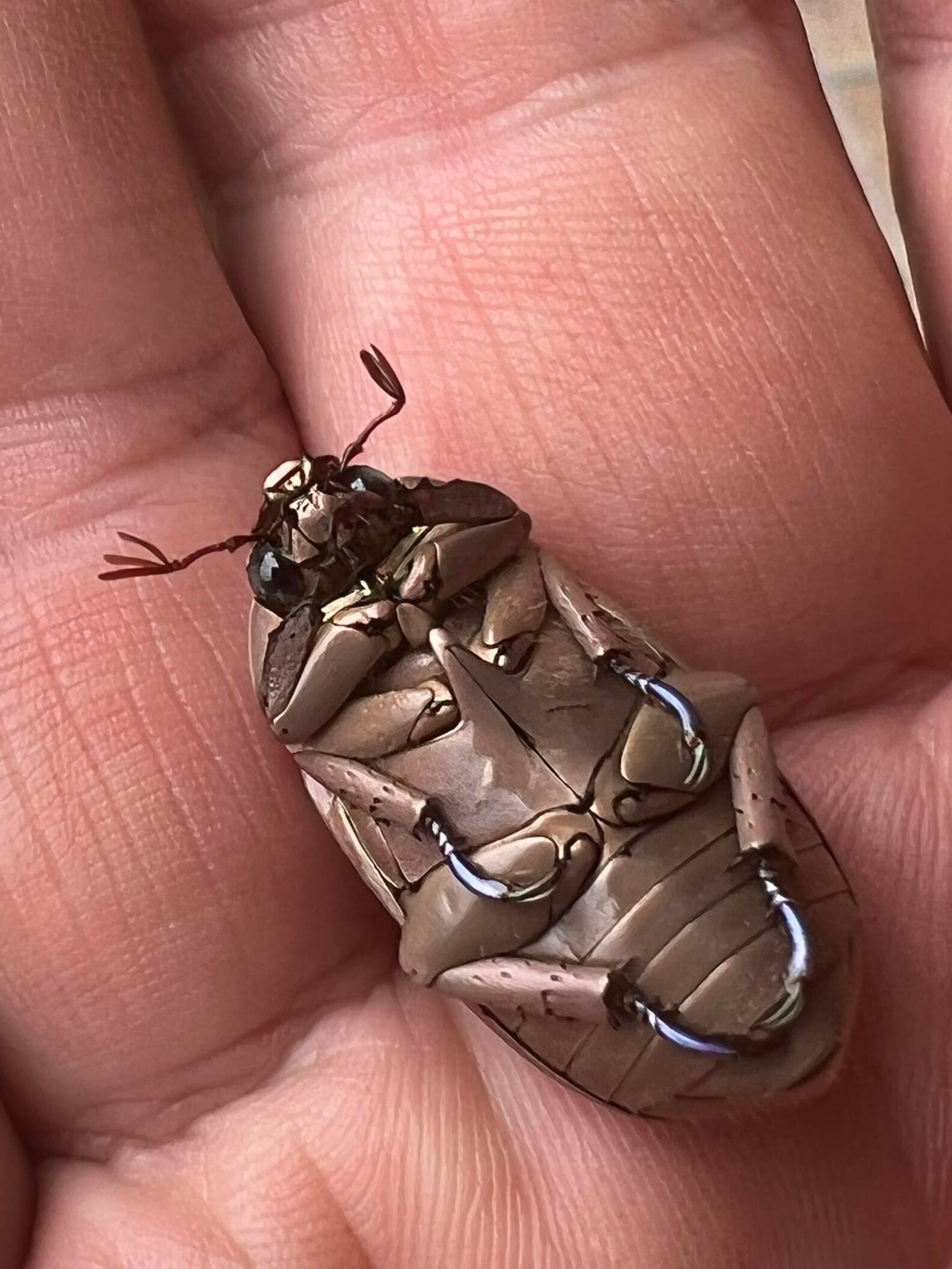 Man Finds An Incredible Beetle Who's Almost Too Stunning To Be Real ...