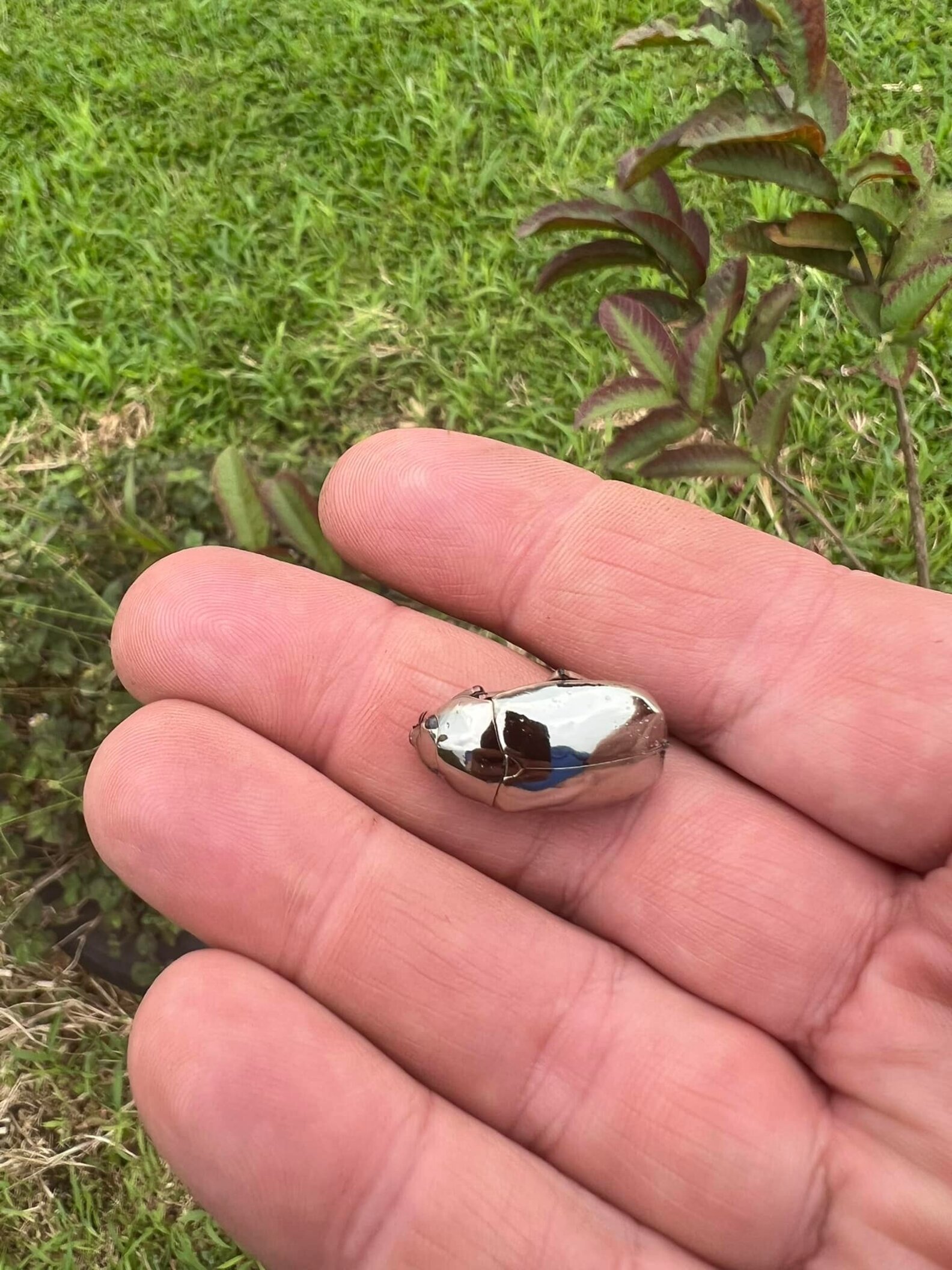 Man Finds An Incredible Beetle Who's Almost Too Stunning To Be Real ...