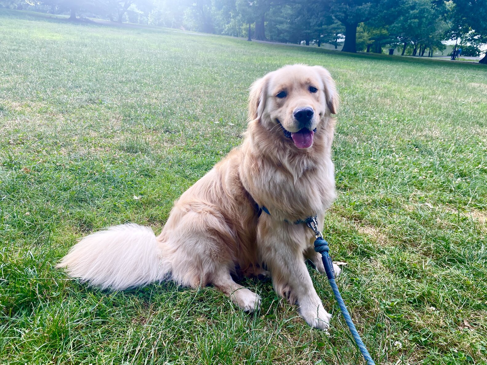 Dyson Groom Tool For Dogs Review: We Put The Vacuum Attachment To The ...