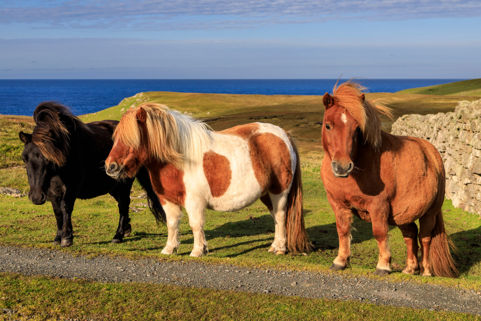 Types Of Horses: What’s The Difference Between Ponies, Light Breeds And ...