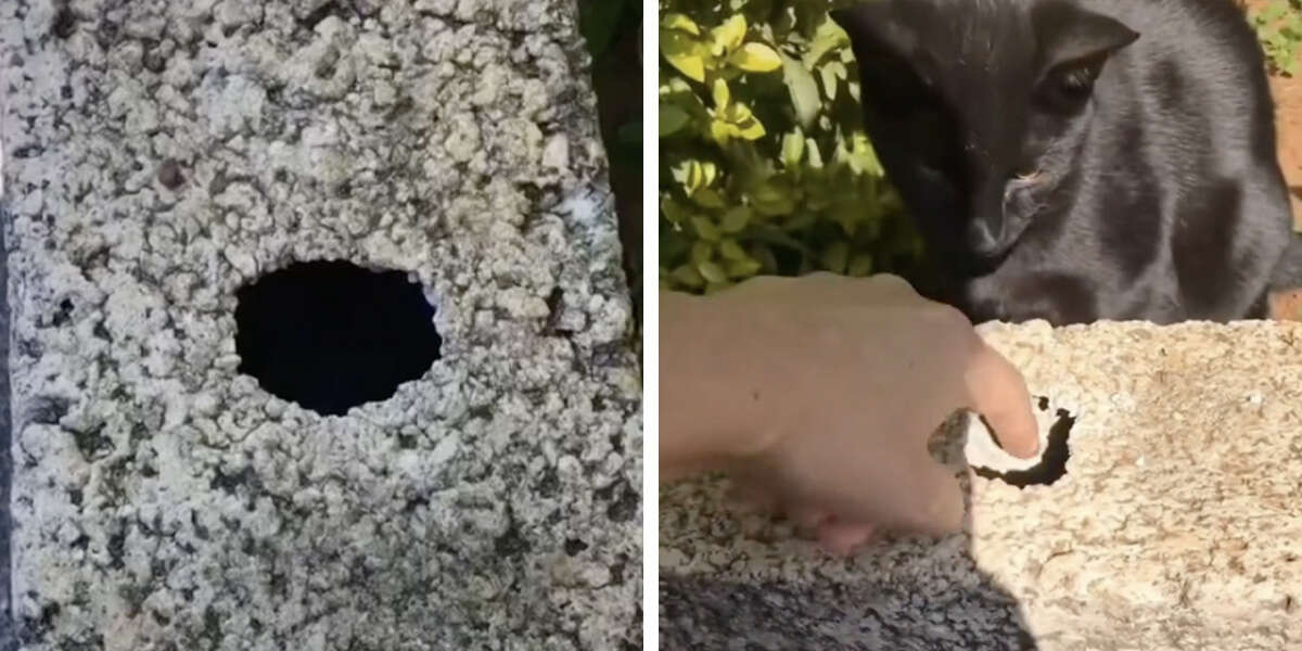 Neighbor Cat Comes To The Rescue After Woman's Keys Fall Into Hole ...