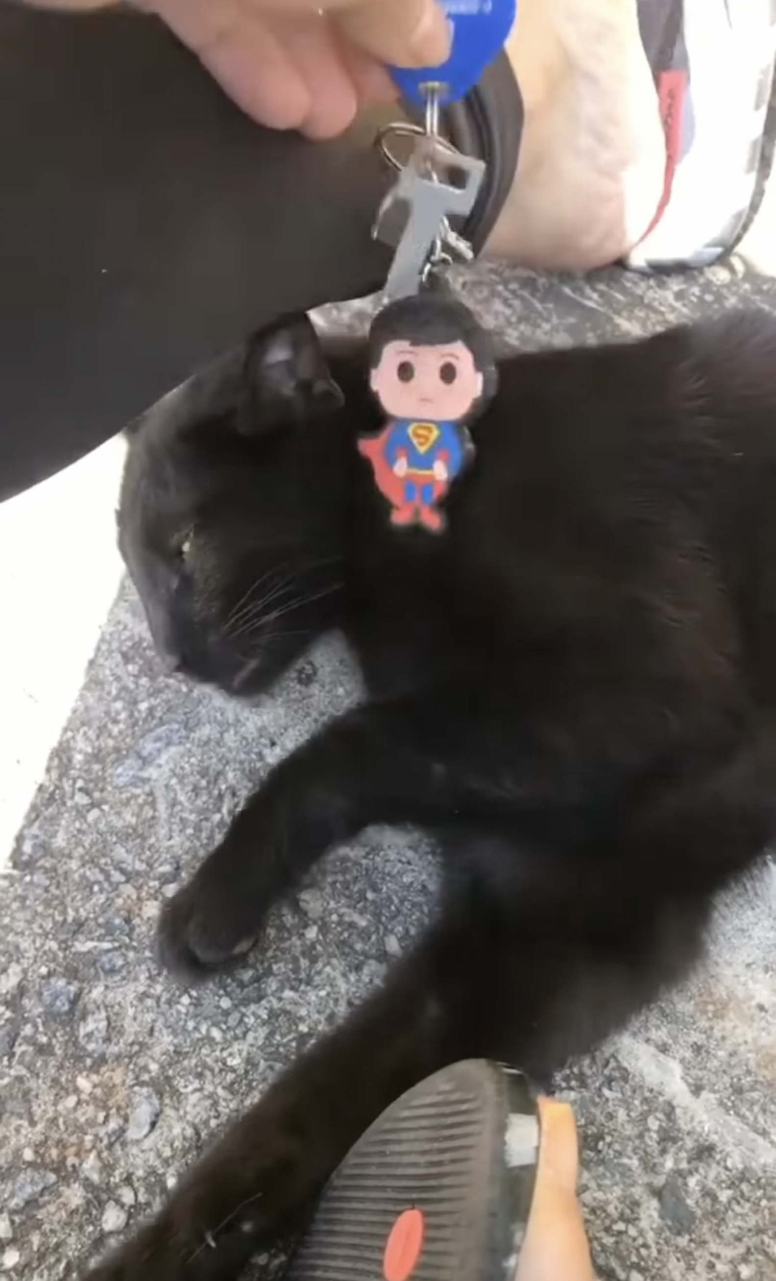 Neighbor Cat Comes To The Rescue After Woman's Keys Fall Into Hole ...