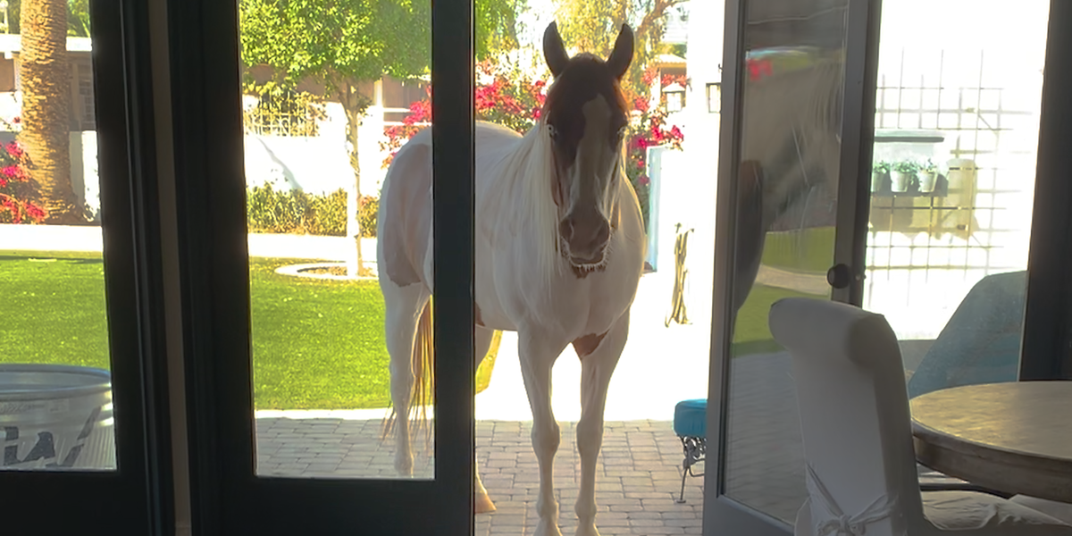 Horse Keeps Coming Into The House - Videos - The Dodo