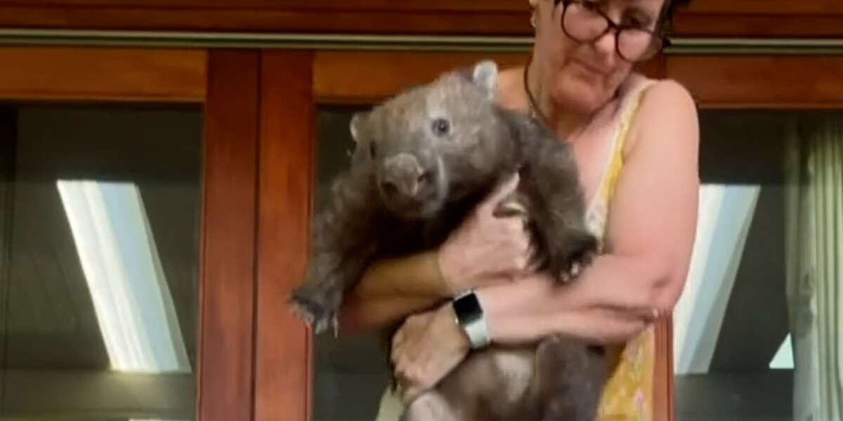 Adorable Rescue Wombat Becomes a Literal Handful - Videos - The Dodo