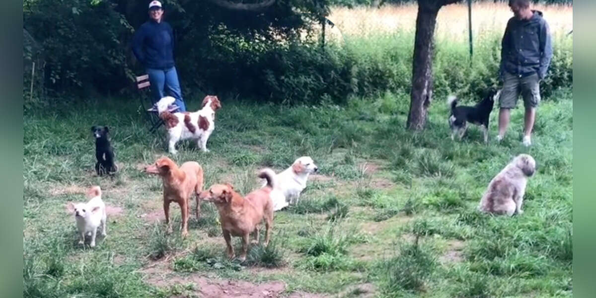 Meetup For Introverted Dogs Is As Awkward And Adorable As It Sounds ...