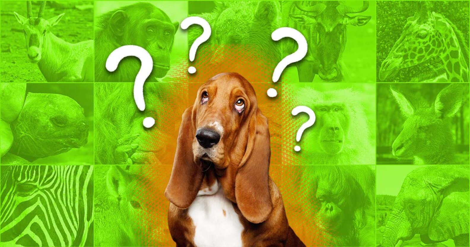 Animal Trivia: 40+ Questions And Their Interesting Answers - DodoWell ...