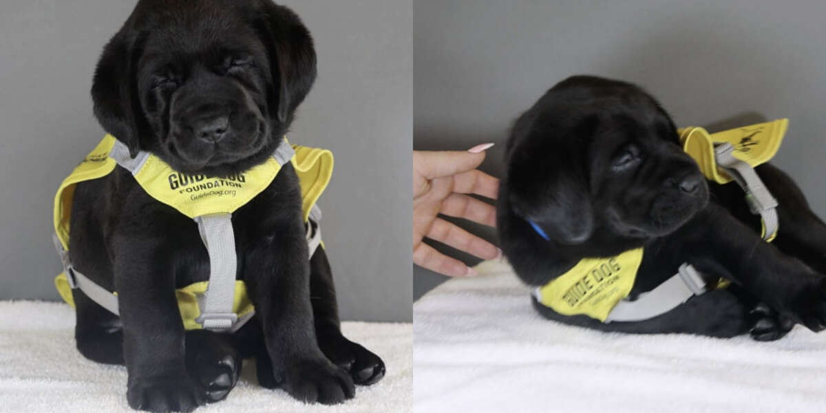 Future Guide Dog Puppy Falls Asleep During Photo Shoot - The Dodo