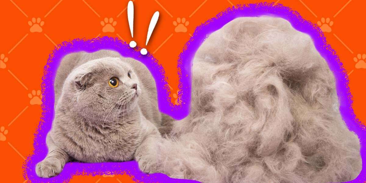 Hypoallergenic Cats: 8 Breeds That Shed Less And Could Reduce Your ...