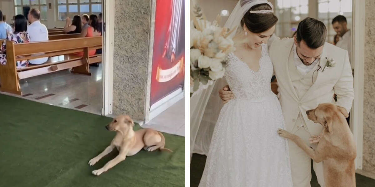 Stray Dog Crashes Couple’s Wedding — And Becomes A Part Of Their Family ...