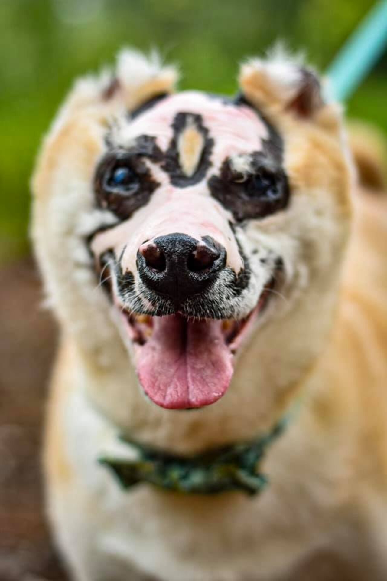 Dog Burned In House Fire Inspires Others To Never Give Up - The Dodo