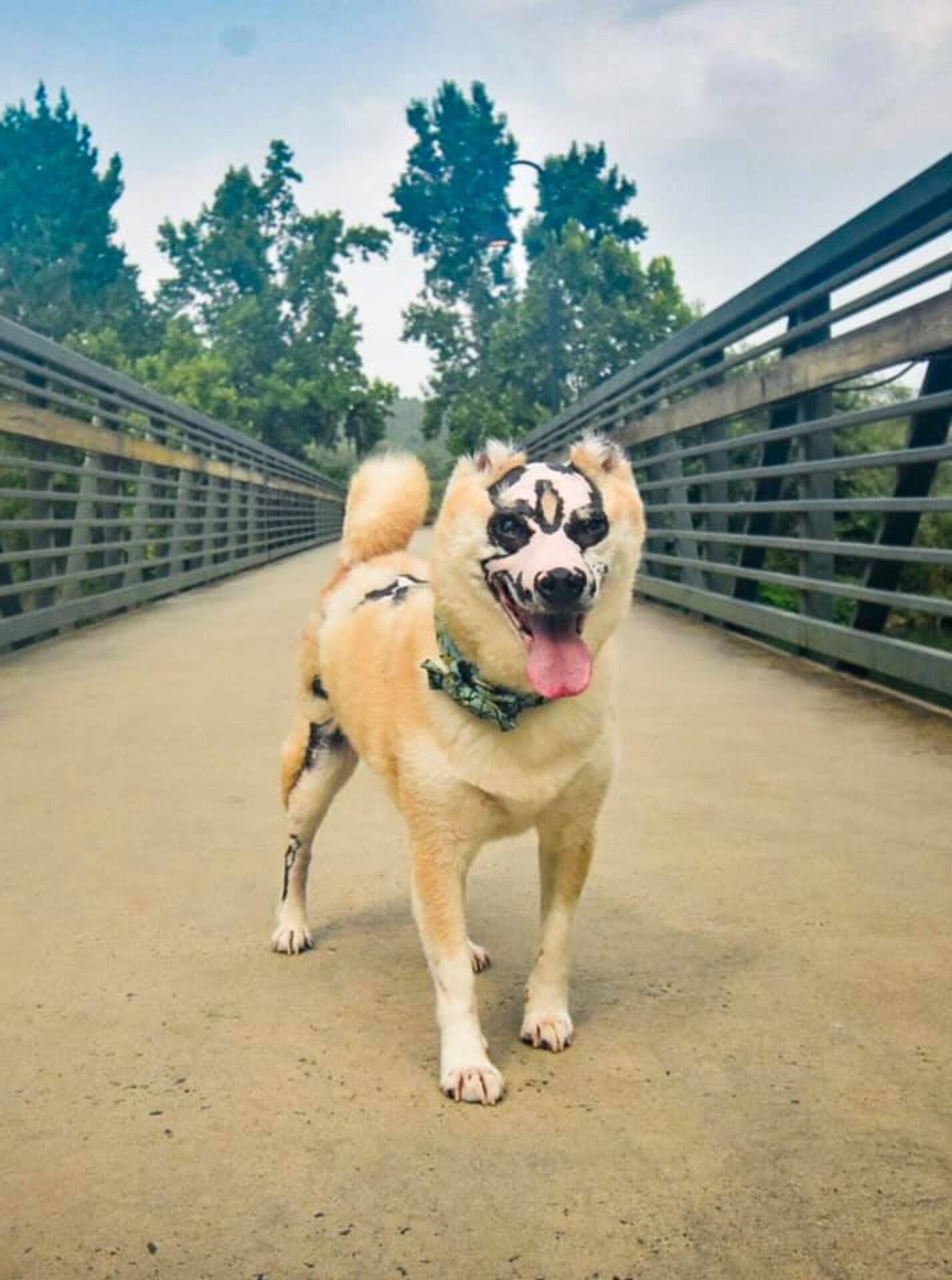 Dog Burned In House Fire Inspires Others To Never Give Up - The Dodo