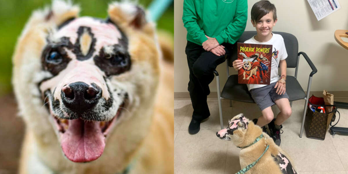 Dog Burned In House Fire Inspires Others To Never Give Up - The Dodo