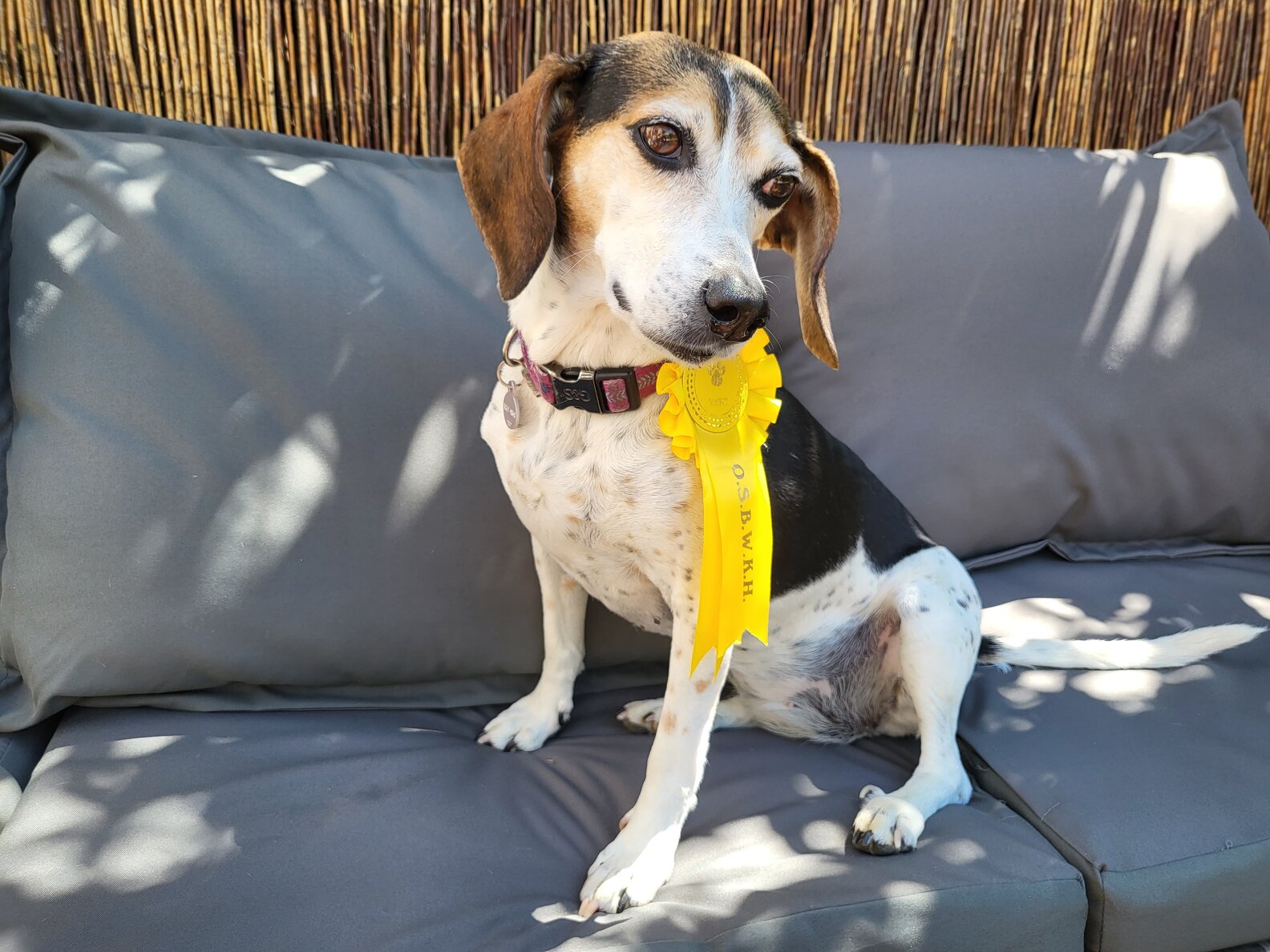 Lost Beagle Enters Dog Show, Wins Ribbon — Then Reunites With Family ...
