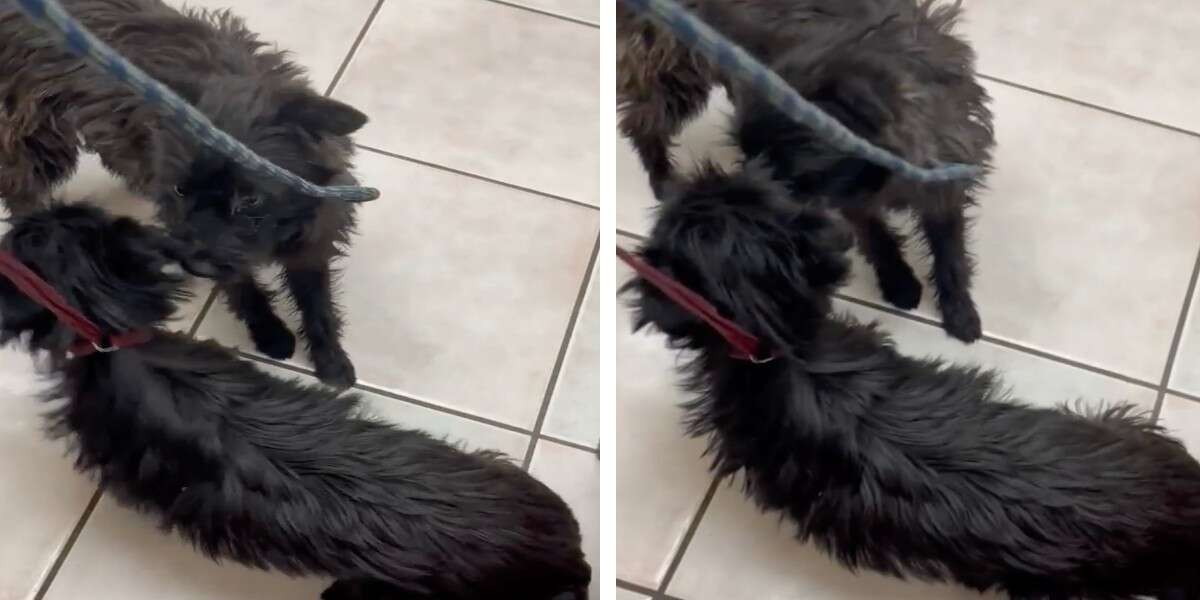 Bonded Dogs Have The Sweetest Reunion After Being Rescued Separately ...