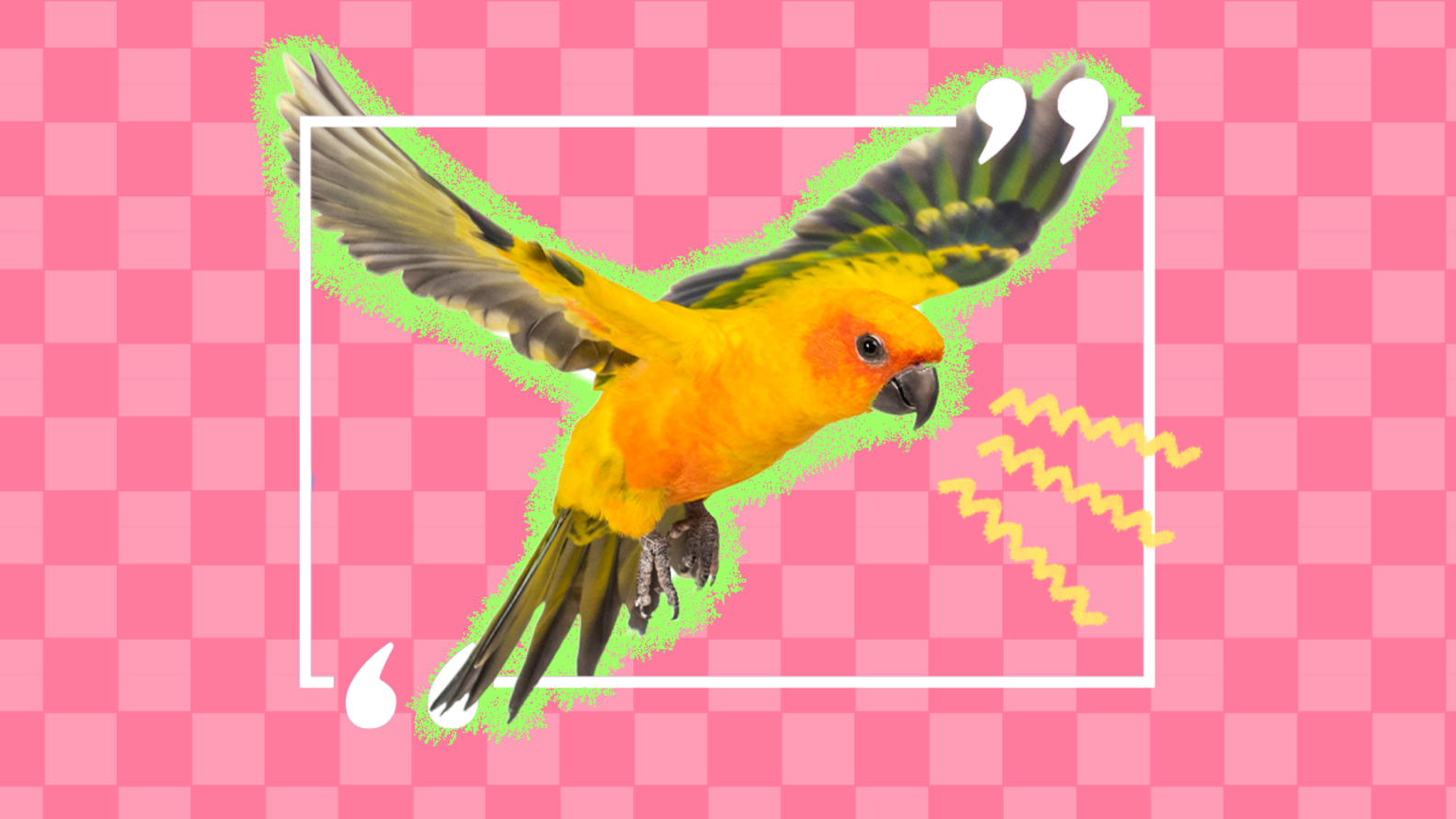 Bird Quotes: The Most Beautiful Words Ever Written About These Animals ...