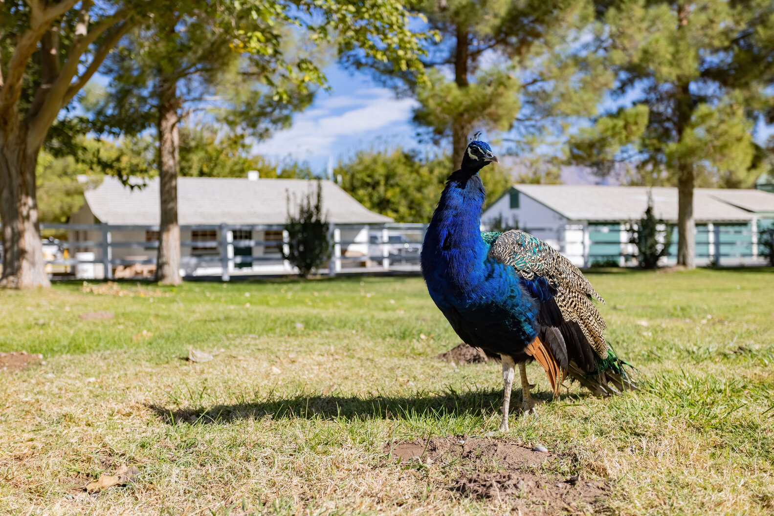 A History of Nevada Divorce Ranches - Thrillist