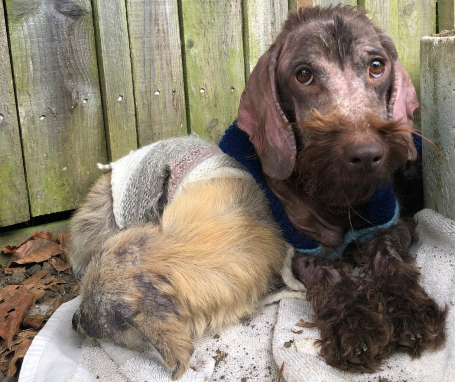 Sad Dogs Rescued Together Look So Much Different Now - The Dodo