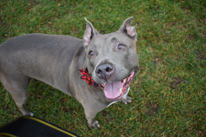 Watch The Moment This Pittie Who Was So Scared Of Dogs Makes Her First ...