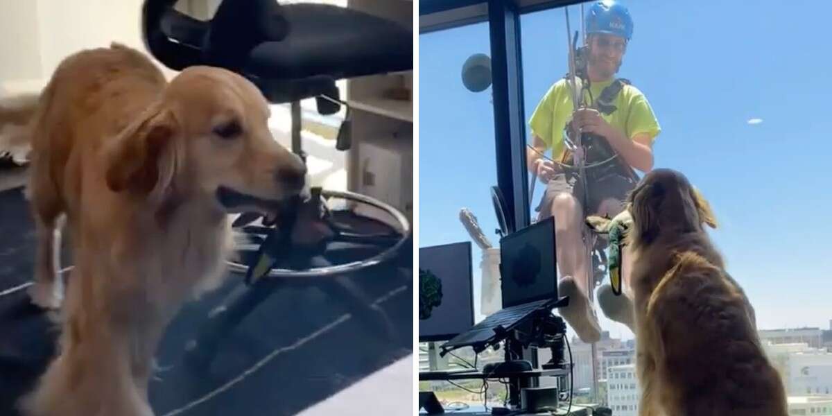 Good Dog Insists On Helping Window Cleaner By Bringing Him A Toy - The Dodo