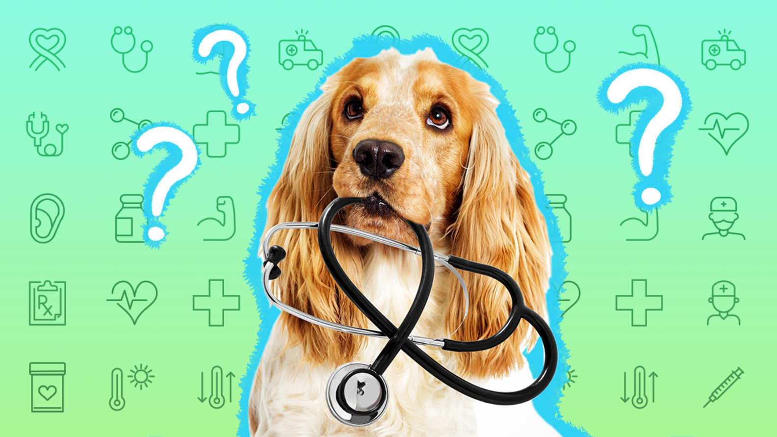 Can Dogs Have Down Syndrome? A Vet Explains If It’s Possible - DodoWell ...