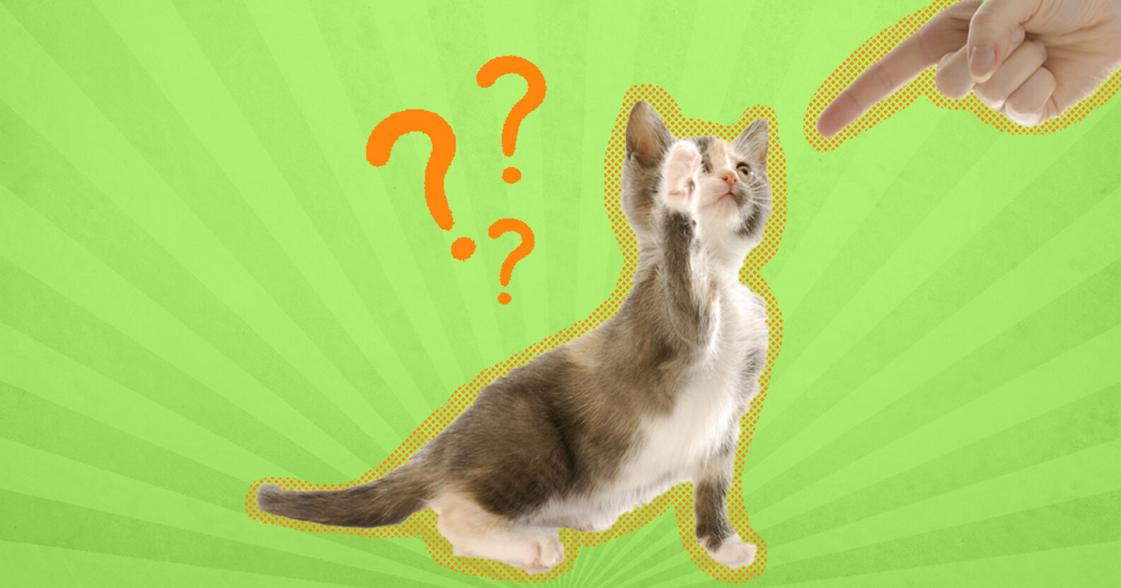 Why Does My Cat Swat At Me? 4 Reasons Why Your Pet Does This - DodoWell ...