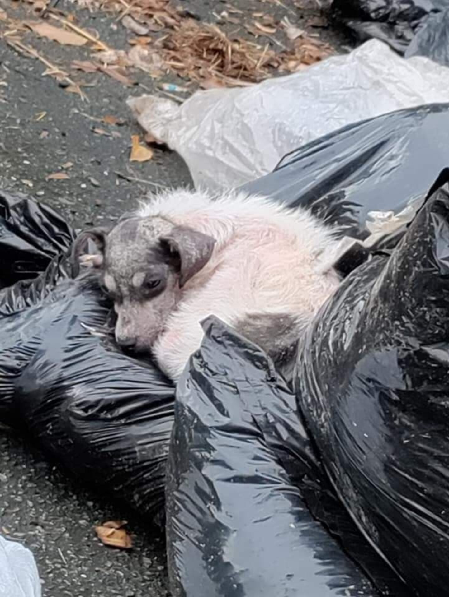 Scared Pup Who Lived In Trash Transforms - The Dodo