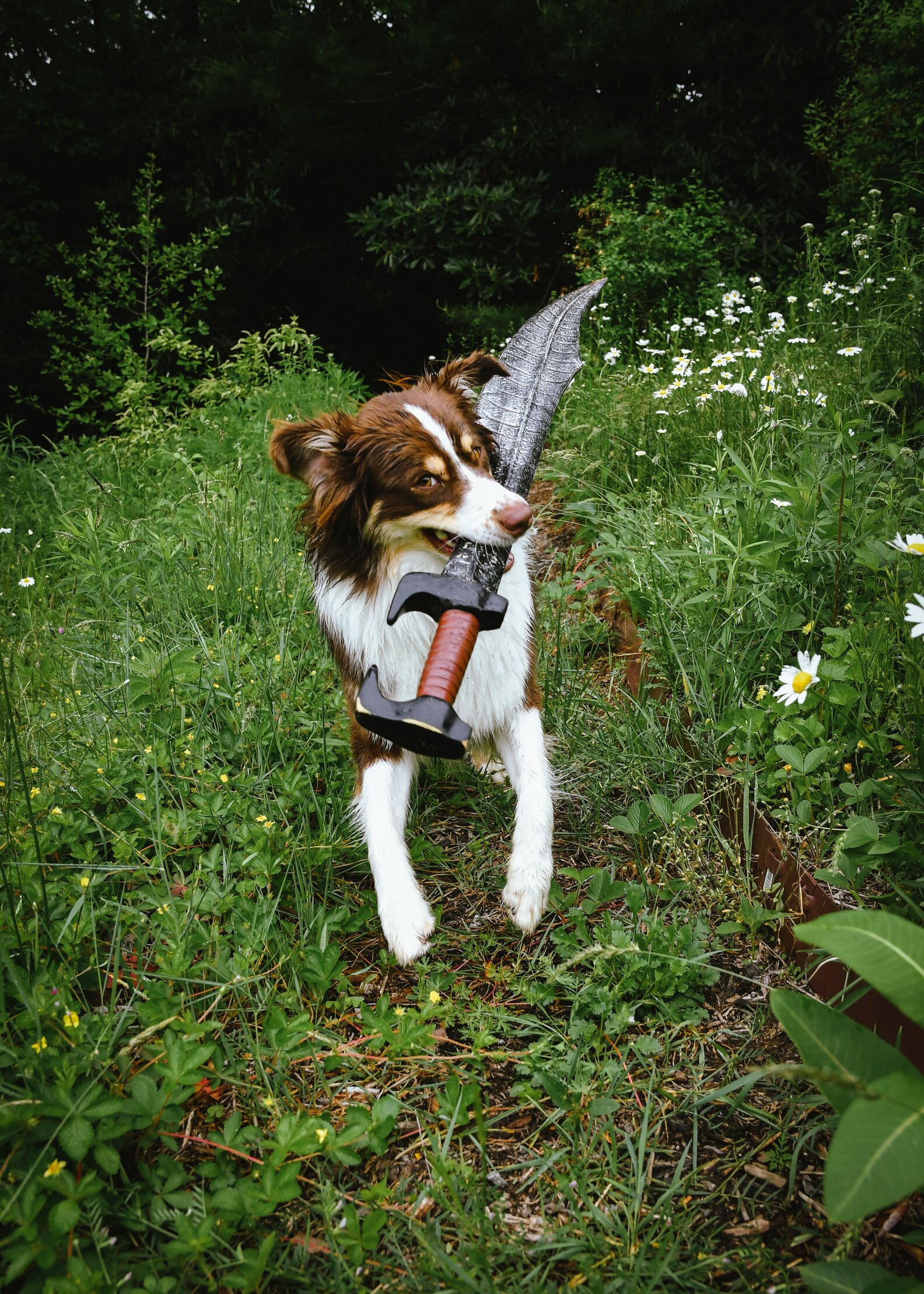 Dog Who Loves Playing With Swords Always Joins In During Pretend Fights ...