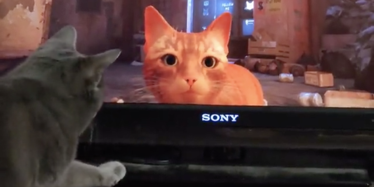 Real Cats Are Obsessed With The ‘Stray’ Video Game Too - DodoWell - The ...