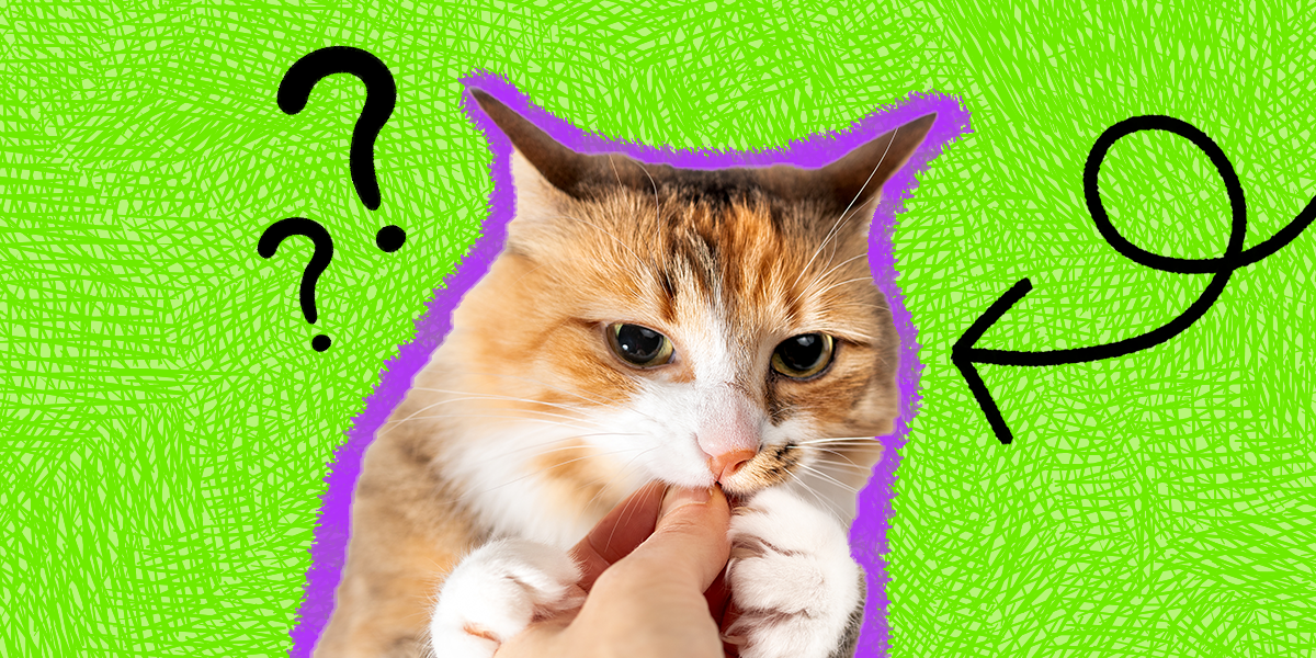 15 Cat Facts That Will Surprise And Delight You - DodoWell - The Dodo