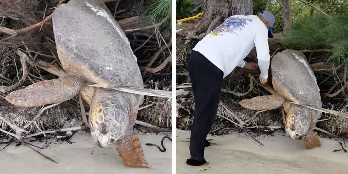 Giant Sea Turtle Trapped On Land Had Given Up Hope Of Ever Being Saved ...
