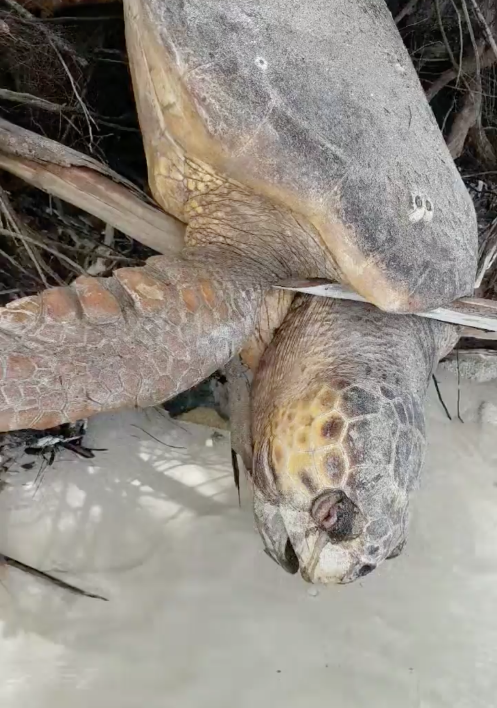 Giant Sea Turtle Trapped On Land Had Given Up Hope Of Ever Being Saved ...