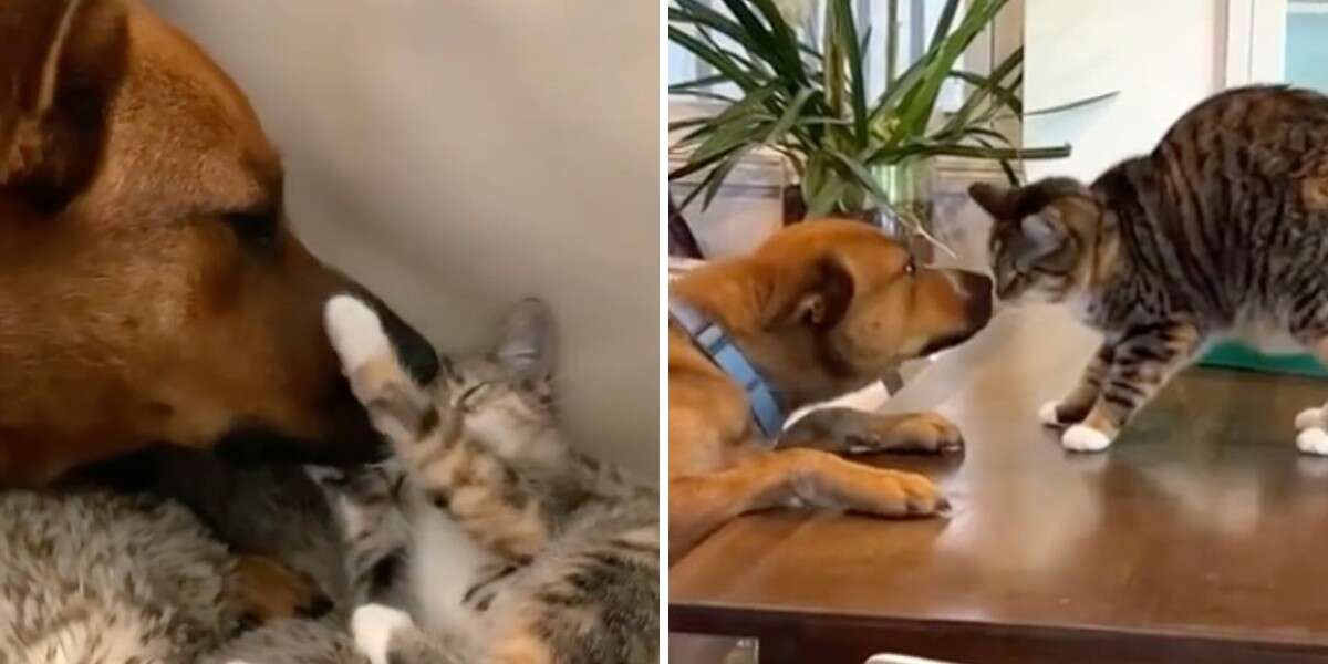 Dog And Cat See Each Other After A Year Apart — And Have The Sweetest ...