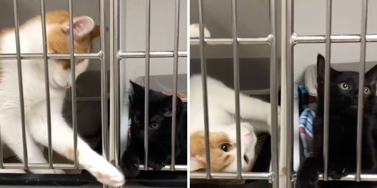 Shelter Cats Comfort Each Other Through The Bars Of Their Cages - The Dodo