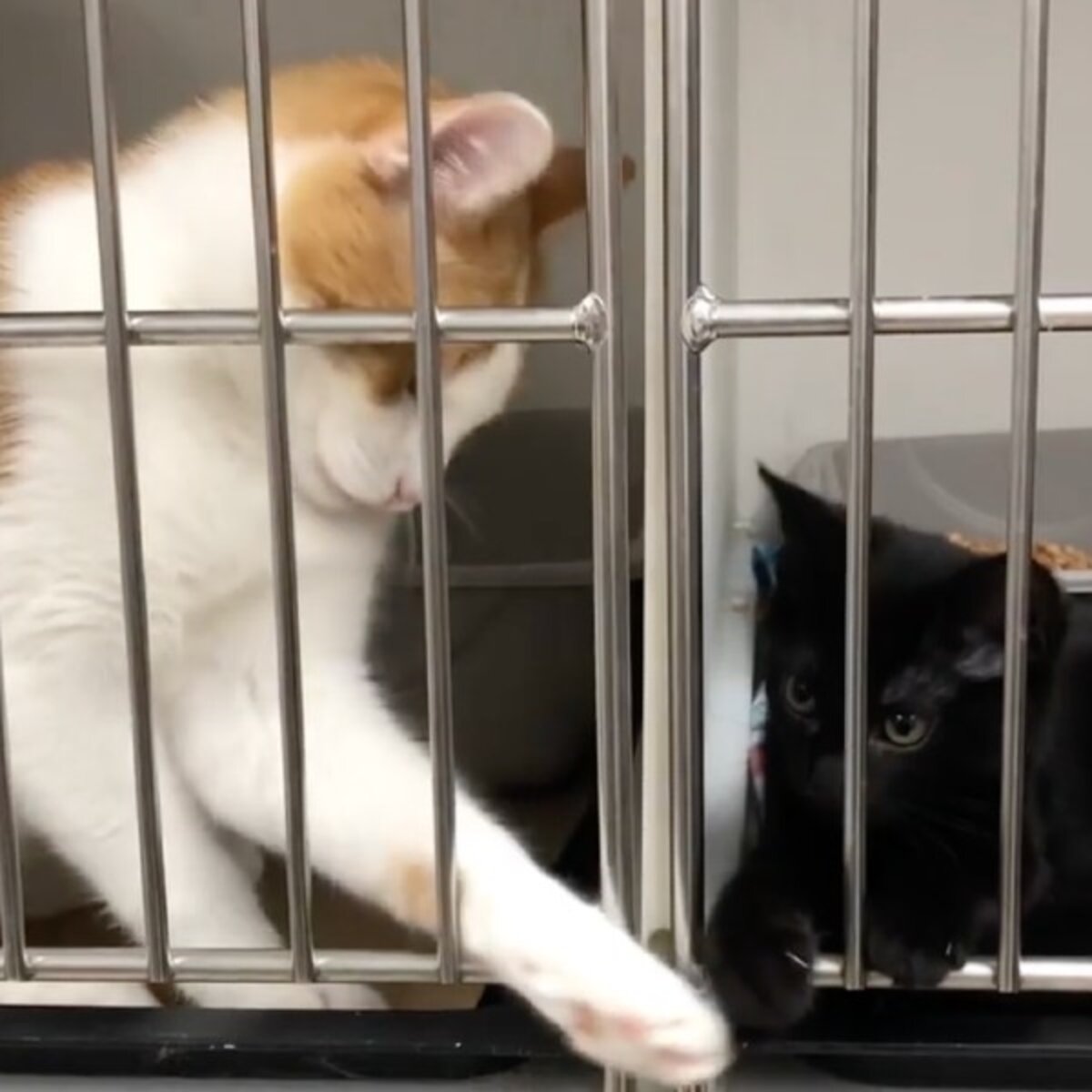 Shelter Cats Comfort Each Other Through The Bars Of Their Cages - The Dodo