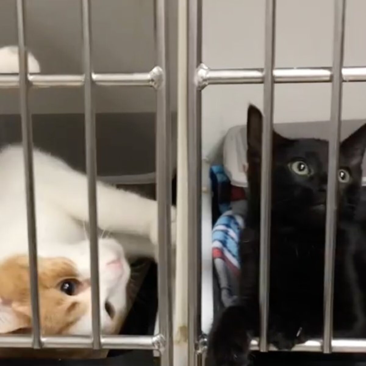 Shelter Cats Comfort Each Other Through The Bars Of Their Cages - The Dodo