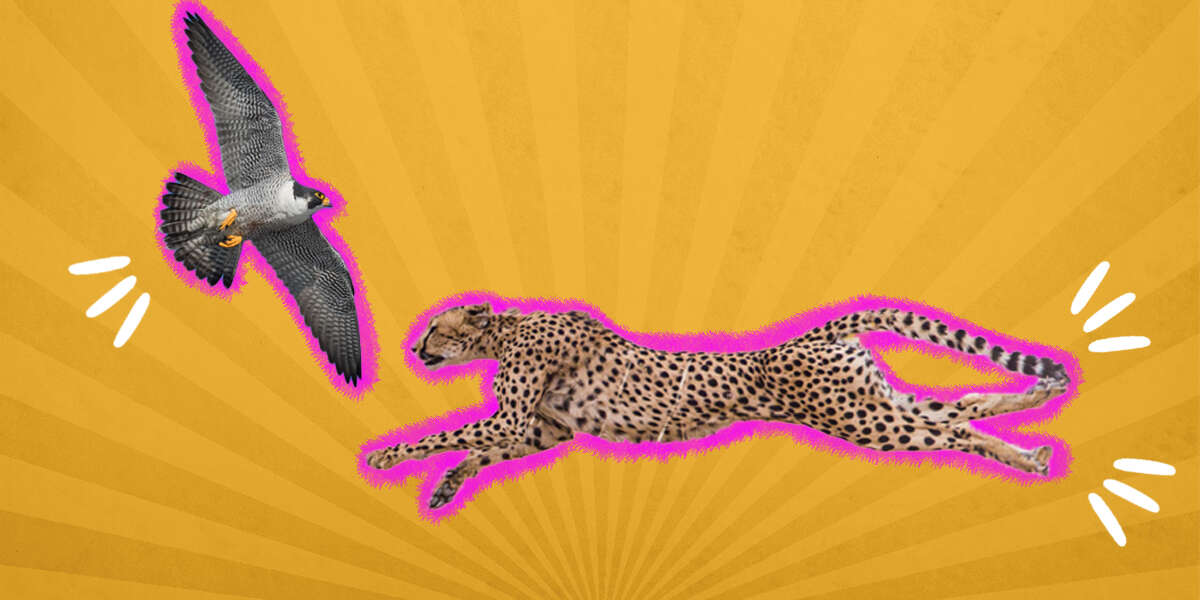 Fastest Animal In The World: Here Are The 6 Quickest Animals By Land ...