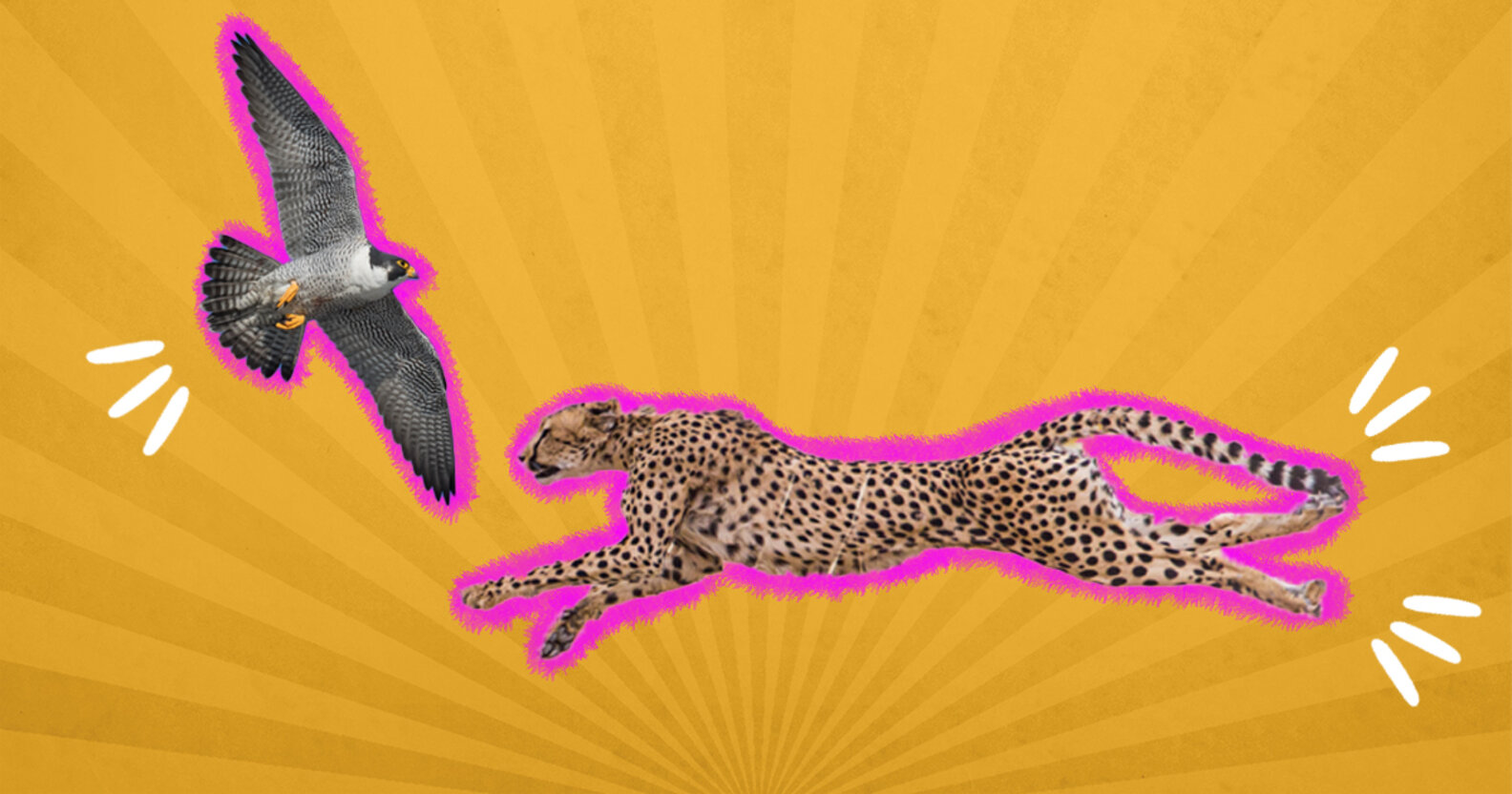 Fastest Animal In The World: Here Are The 6 Quickest Animals By Land ...