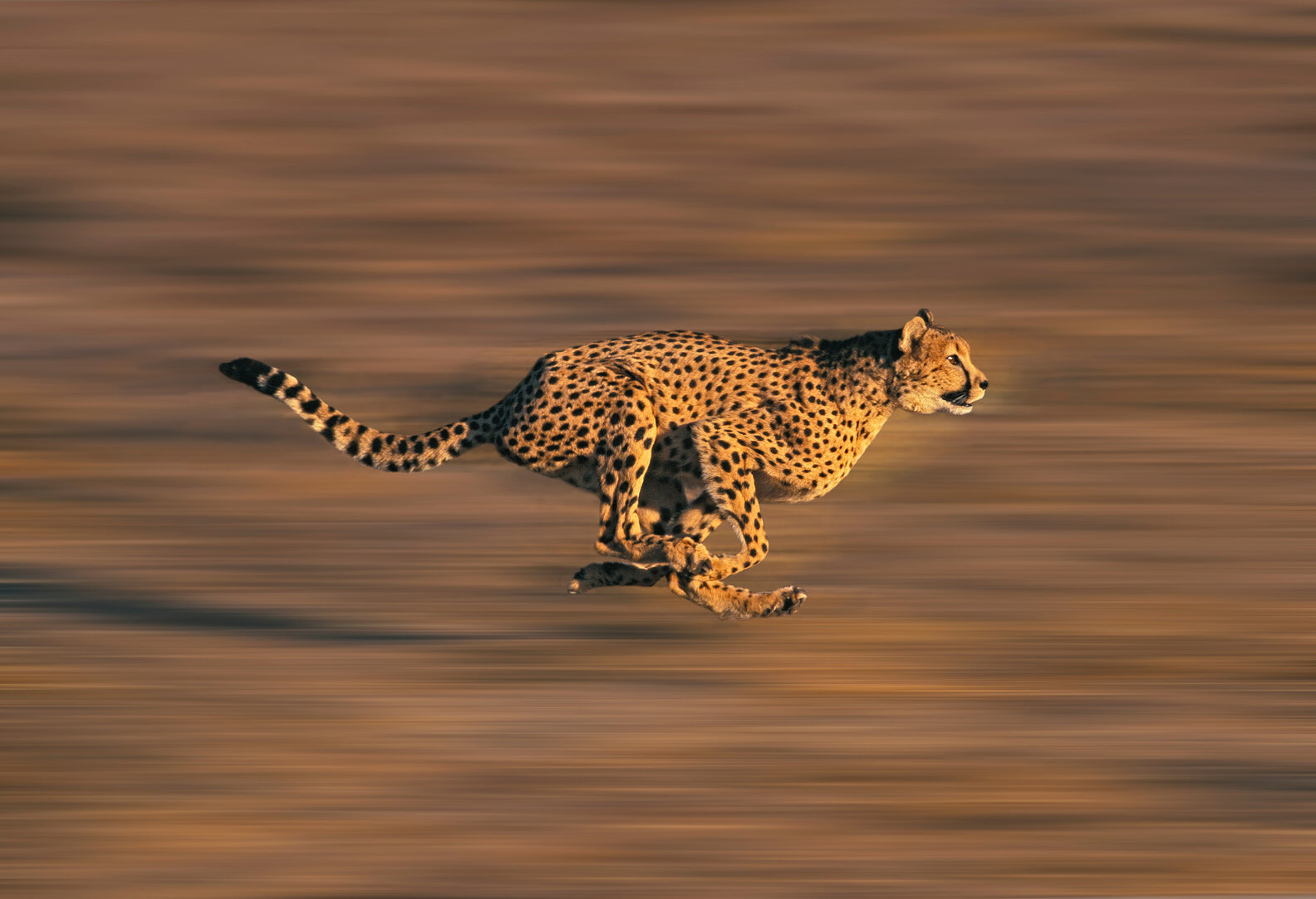 Fastest Animal In The World: Here Are The 6 Quickest Animals By Land ...