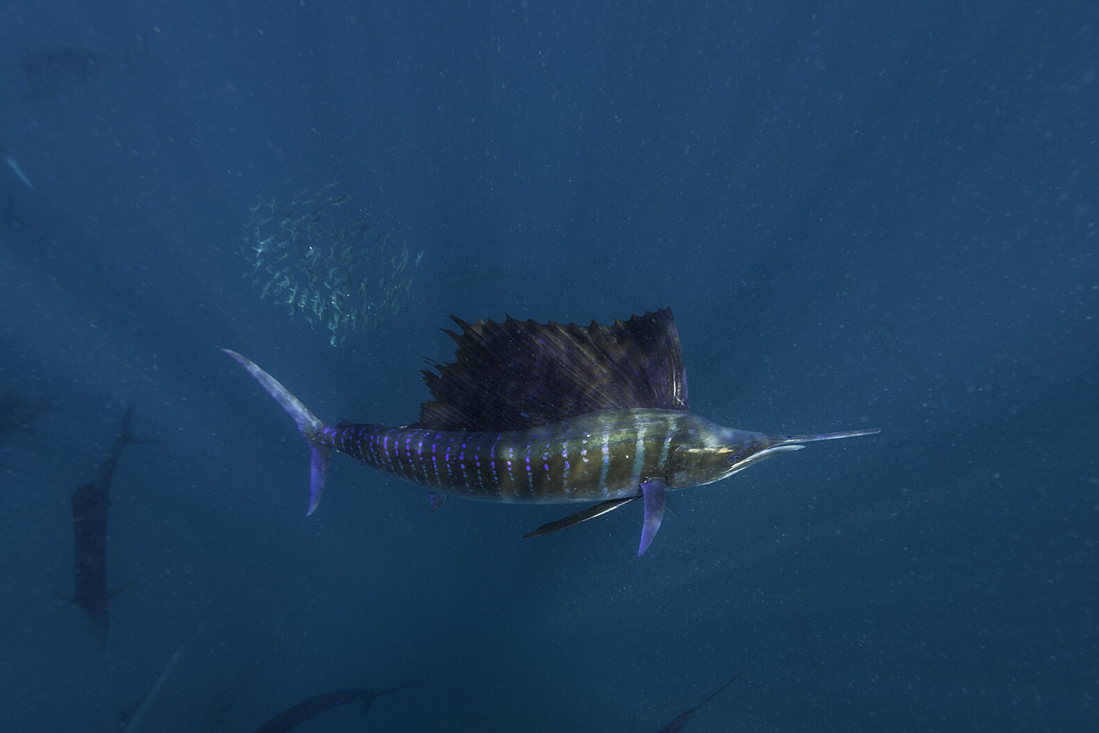 Fastest Animal In The World: Here Are The 6 Quickest Animals By Land ...
