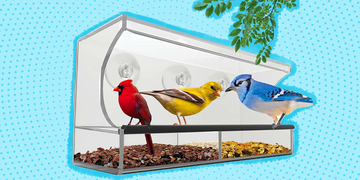 Window Bird Feeder: The Best Options You Can Buy For Indoor ...