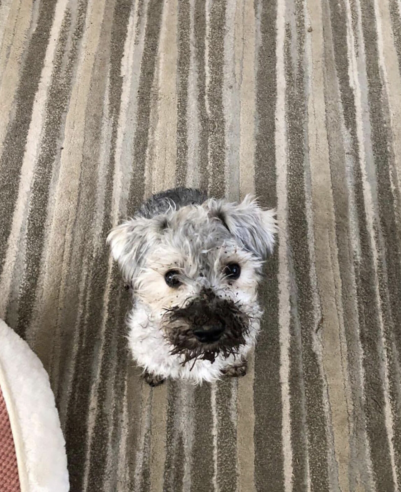 Dog Has ZERO Regrets About Turning Himself Completely Green - The Dodo