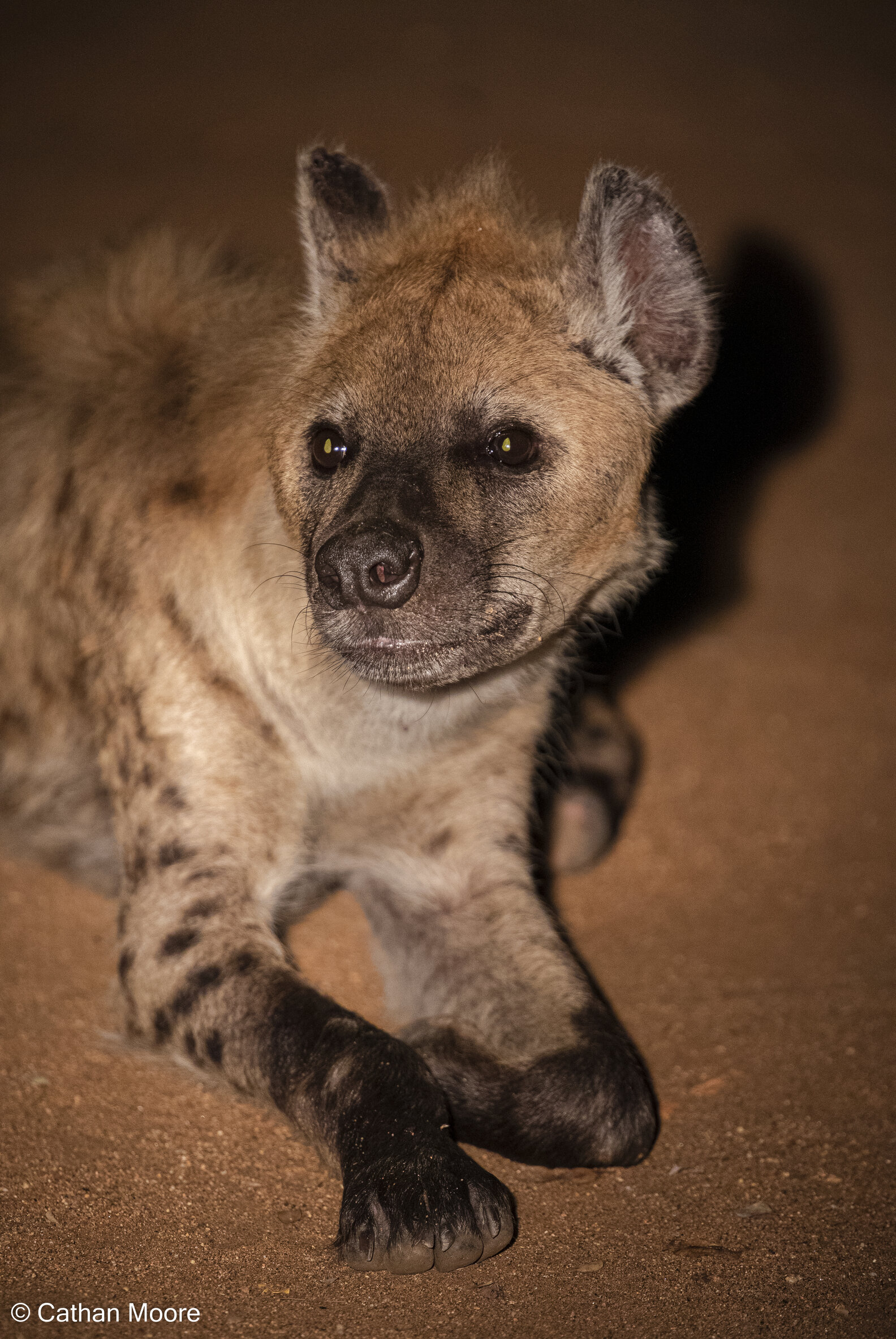 Very Smart Hyena Teaches Himself To Walk On 2 Legs - The Dodo