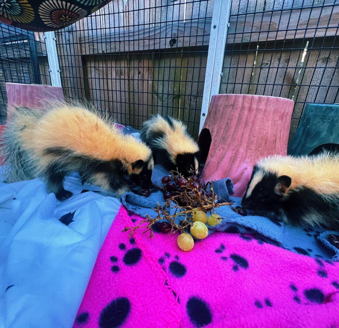Rescuer Checking On Baby Skunks Is Shocked To Discover They're ...