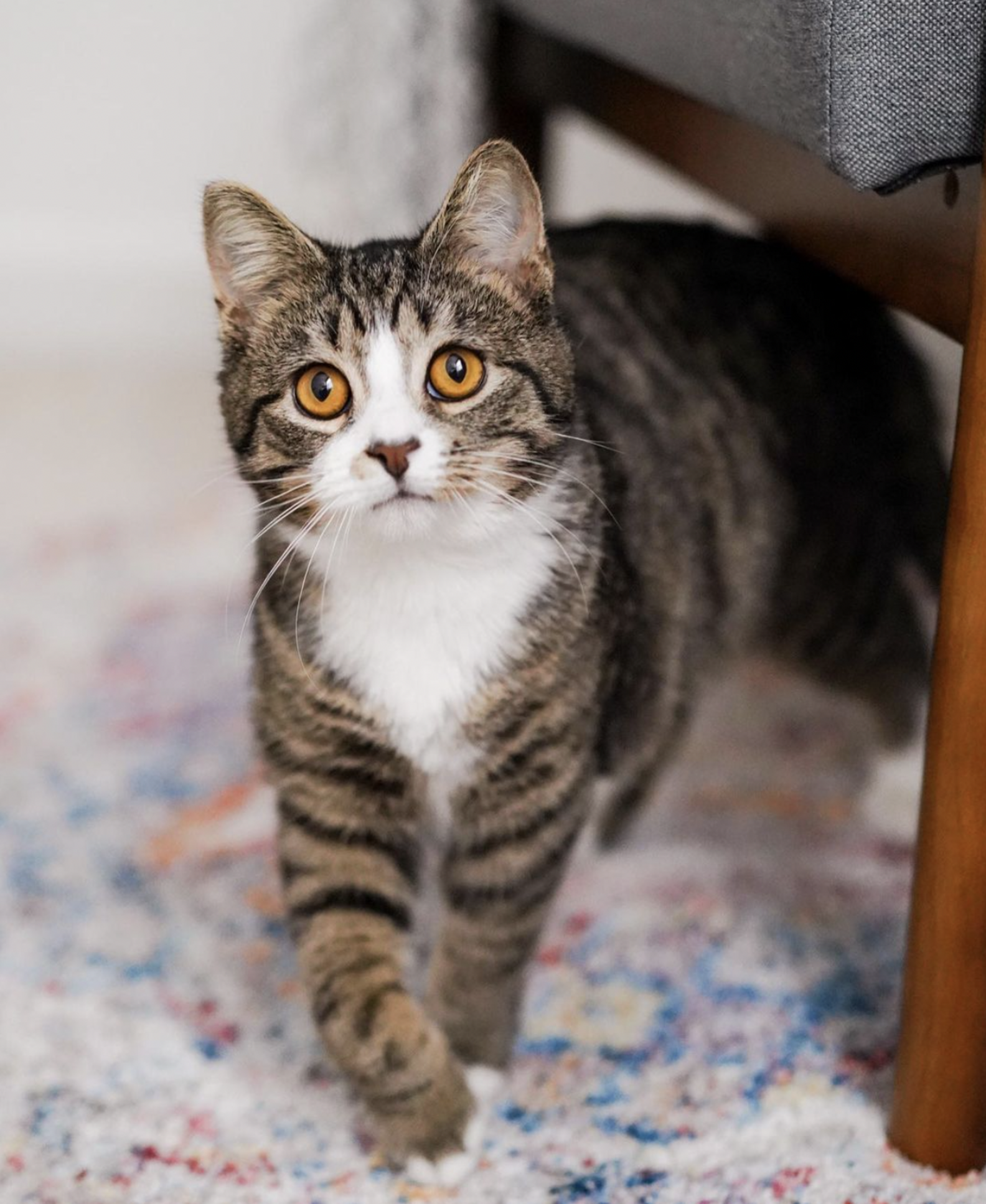 Heartwarming Video Shows What Love Does To A Sad Shelter Cat - The Dodo