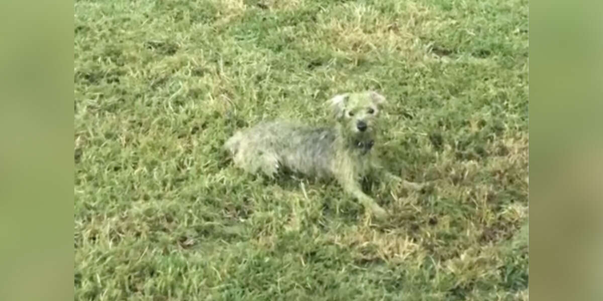 Dog Has ZERO Regrets About Turning Himself Completely Green - The Dodo