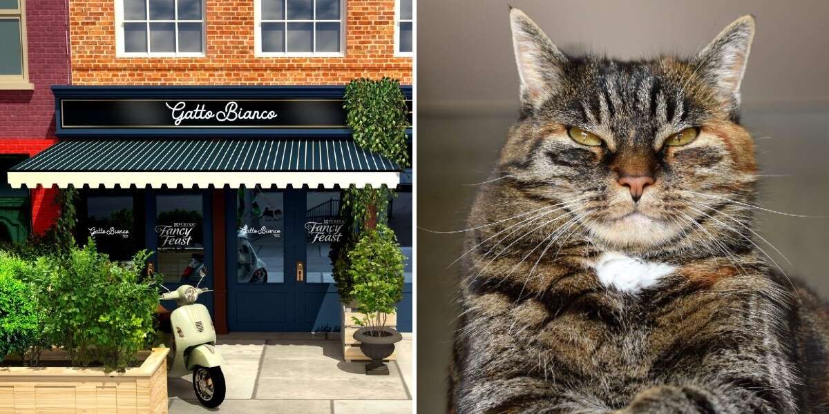 Gatto Bianco, A New Italian Restaurant In NYC, Wants You To Know What ...