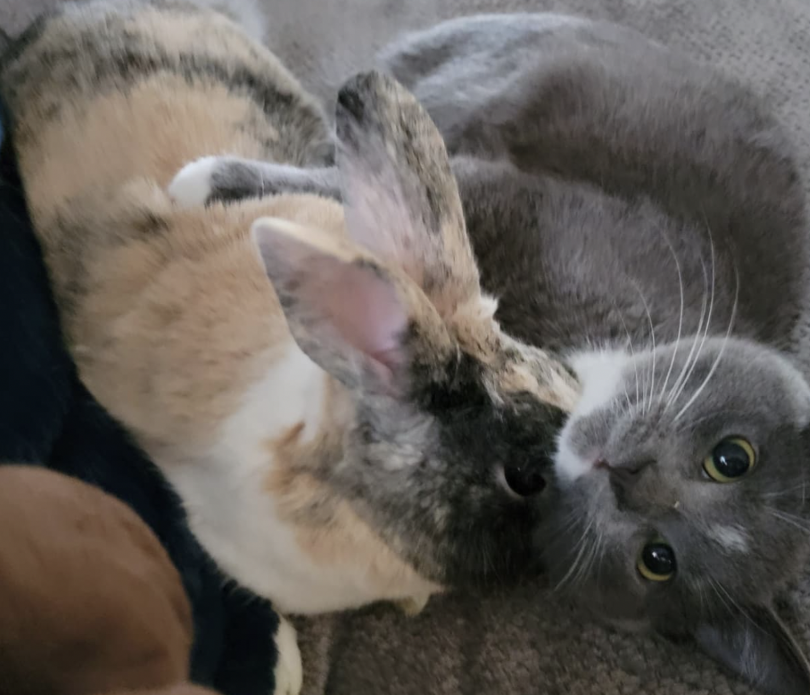 Echo The Rescue Bunny ‘Adopts’ Kitten And Becomes Her Best Friend - The ...