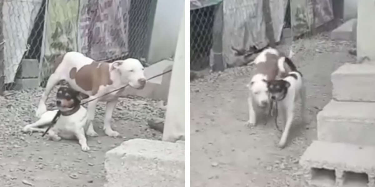 Nice Dog Steps In To Help His Tied Up Friend Escape - The Dodo